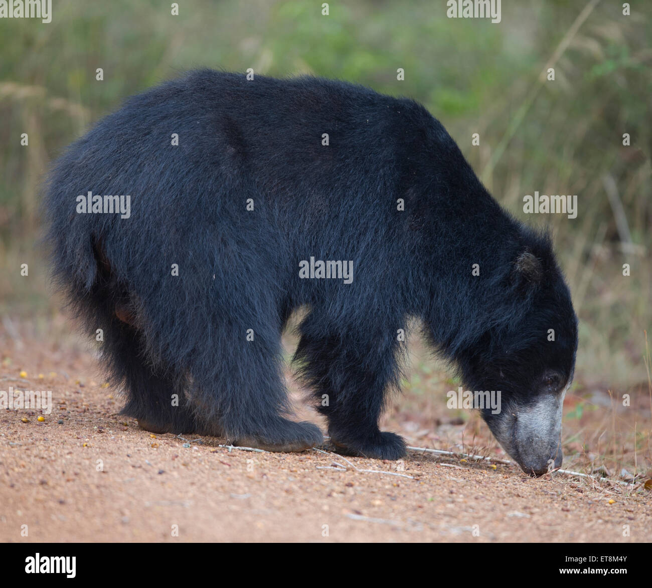 Sloth bear having a scratch and sniffing for ants Stock Photo - Alamy