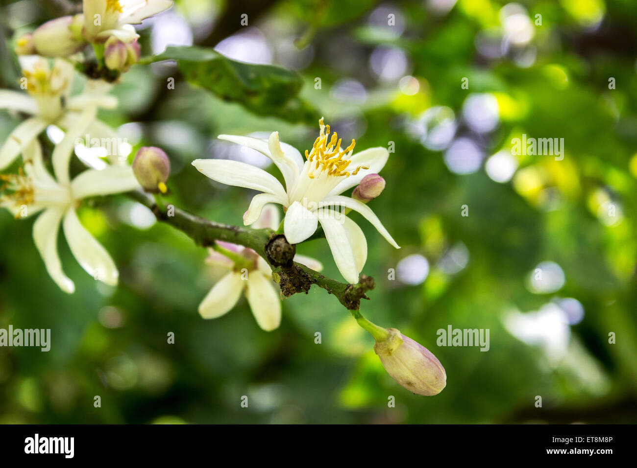 Citrus tree with flowers Stock Photo - Alamy