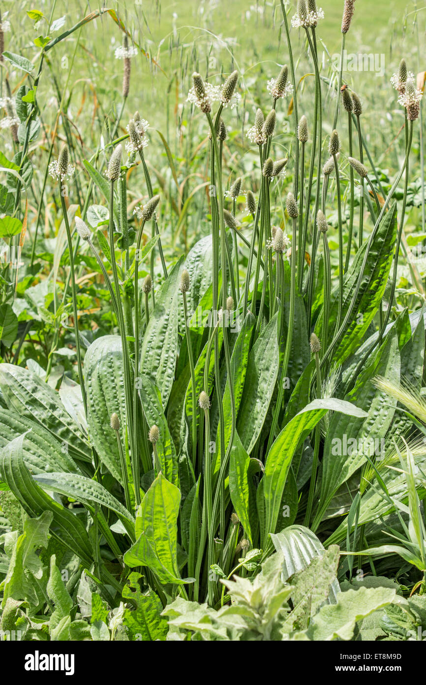Plantain plant in a meadow Stock Photo - Alamy