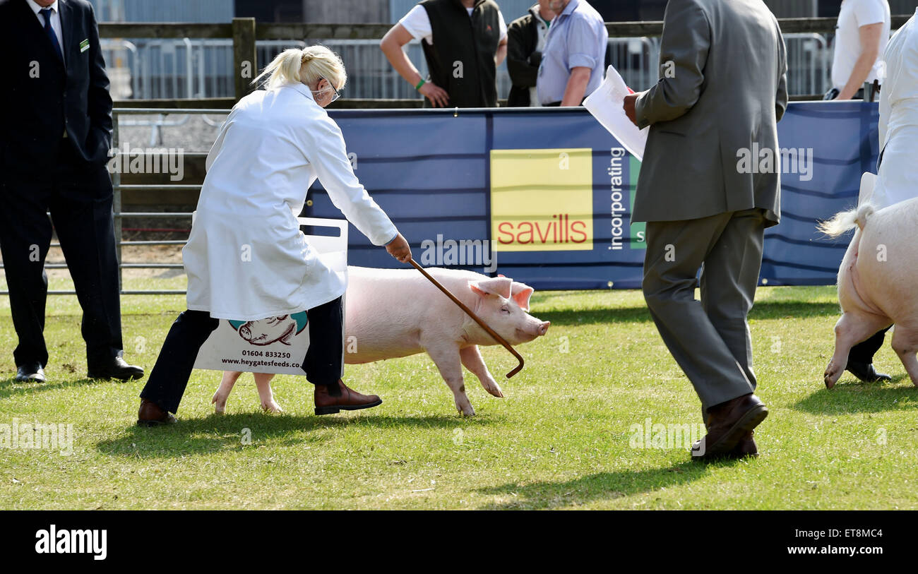 Show pig hi-res stock photography and images - Alamy