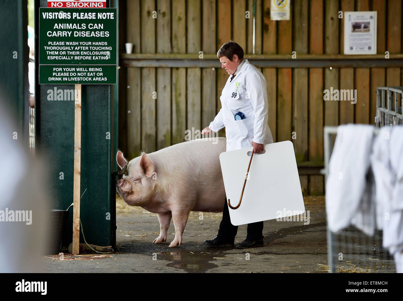 Ardingly Sussex UK 12th June 2015 - Sharon Groves with her Middle White ...