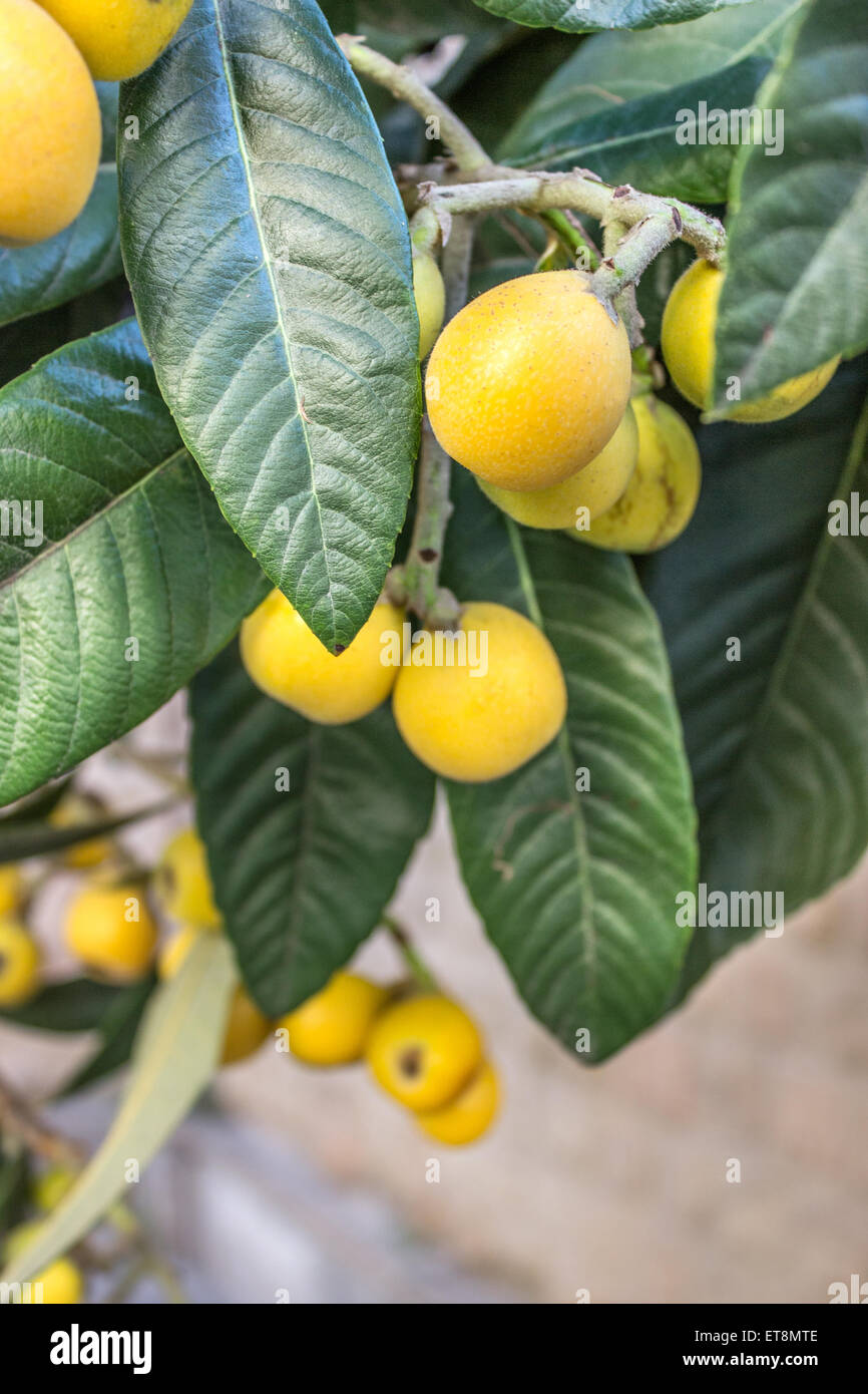 orange, ripe Fruits of loquat Stock Photo - Alamy