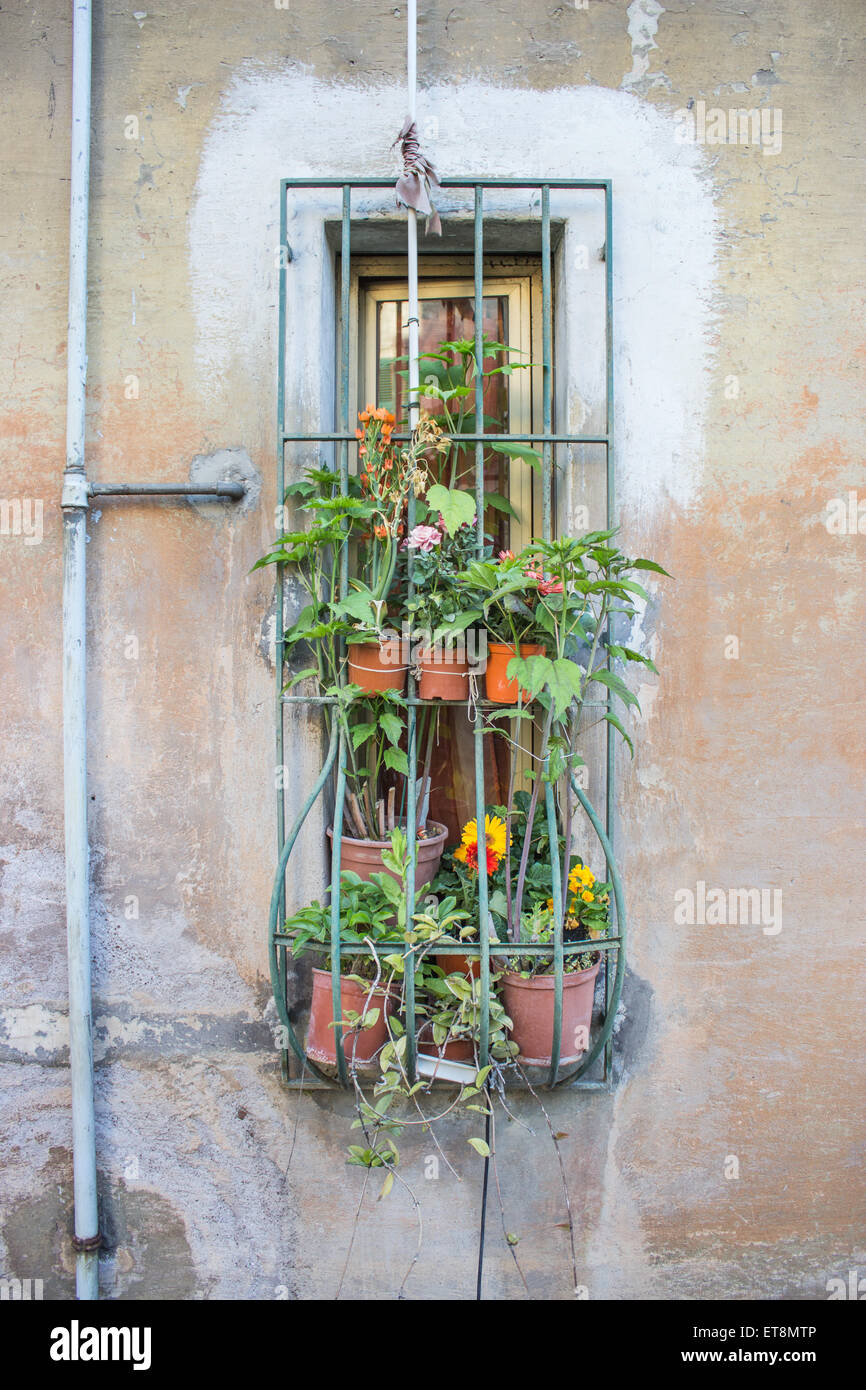 Windows with window bars and various potted plants Stock Photo - Alamy