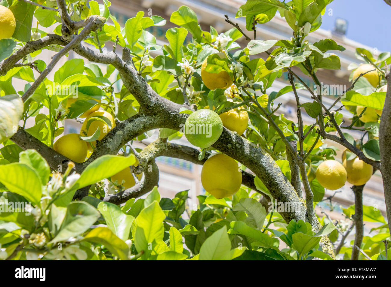 Yellow citron hi-res stock photography and images - Alamy