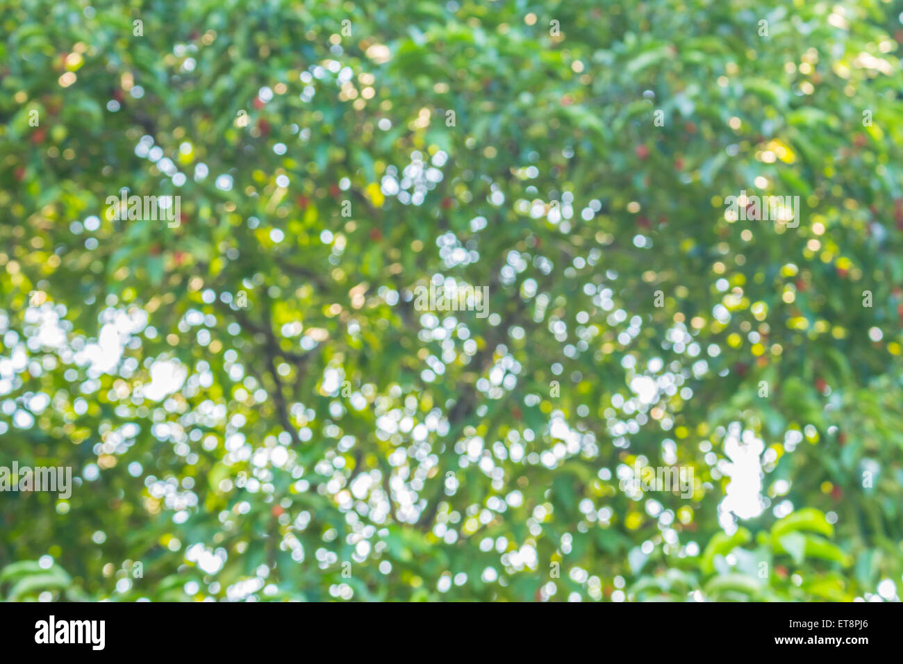 Light shining through the trees hi-res stock photography and images - Alamy