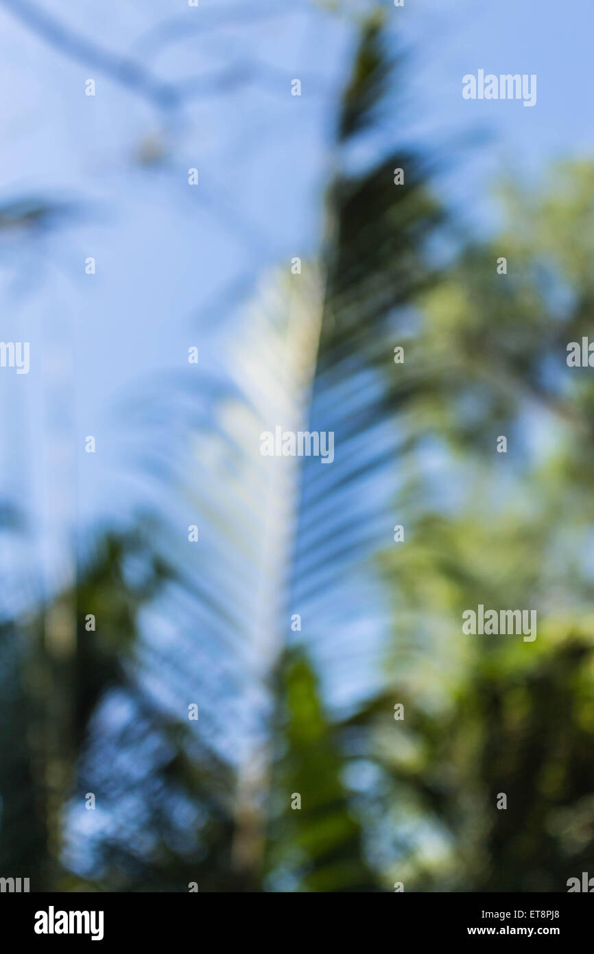 Blurred photos of leaf natural Stock Photo - Alamy