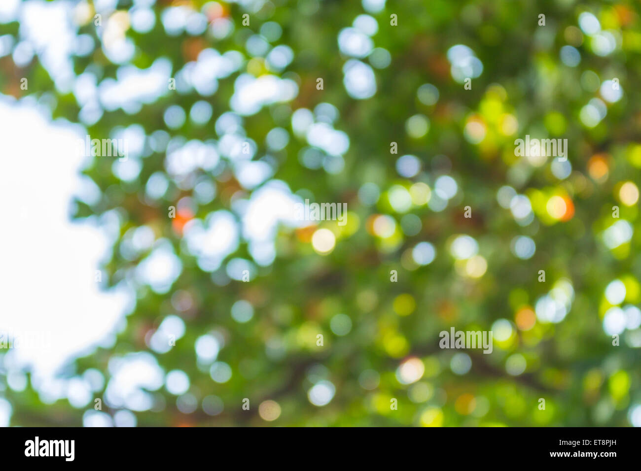 Bokeh from natural tree lighting Stock Photo - Alamy