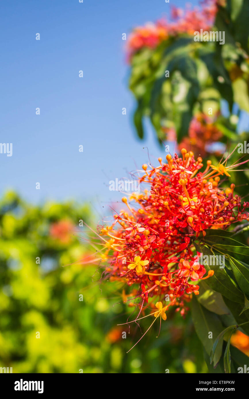 Red flower spike in the garden Stock Photo - Alamy