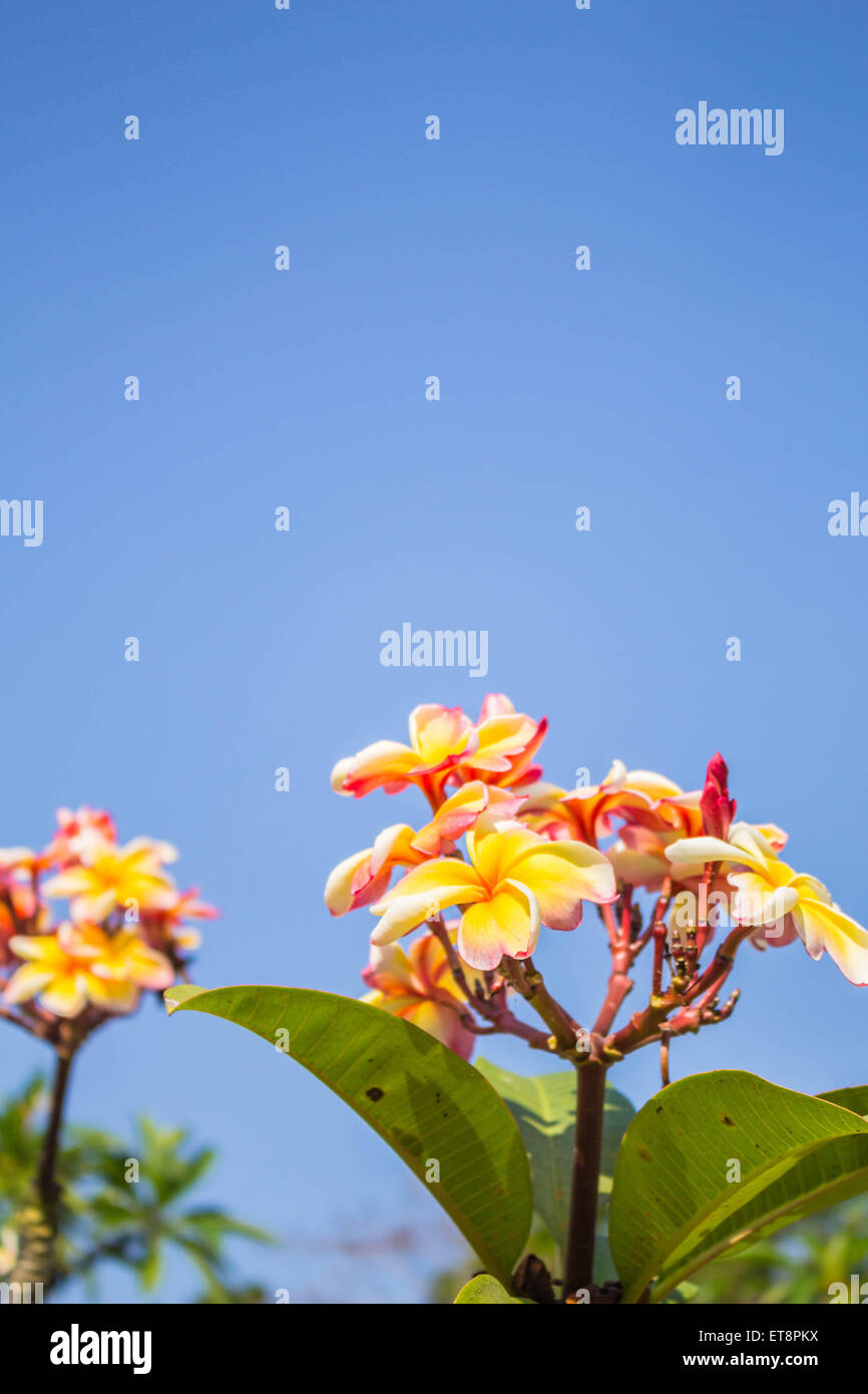 Purple frangipani hi-res stock photography and images - Alamy