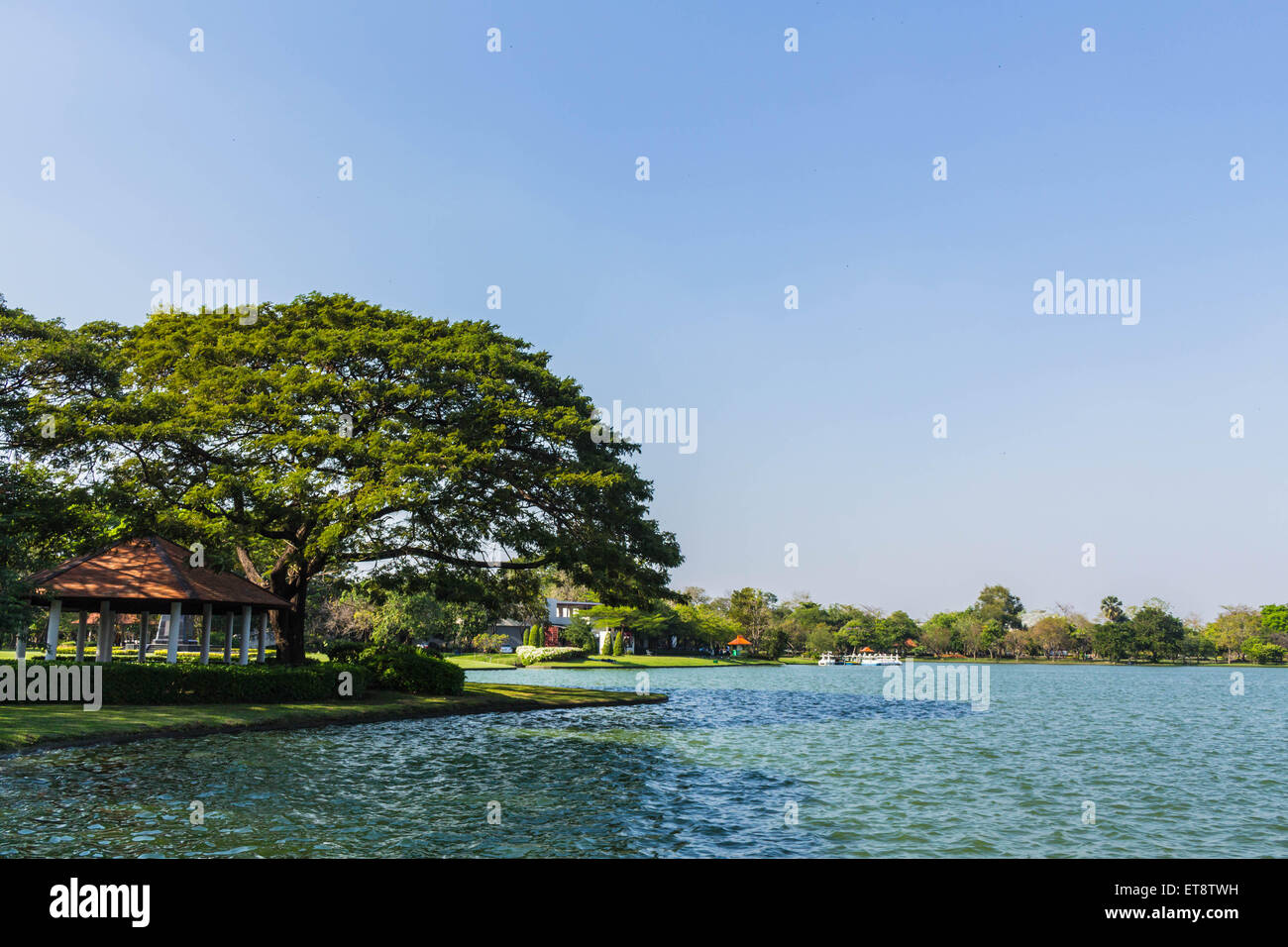 Trees and ponds in the park Stock Photo - Alamy