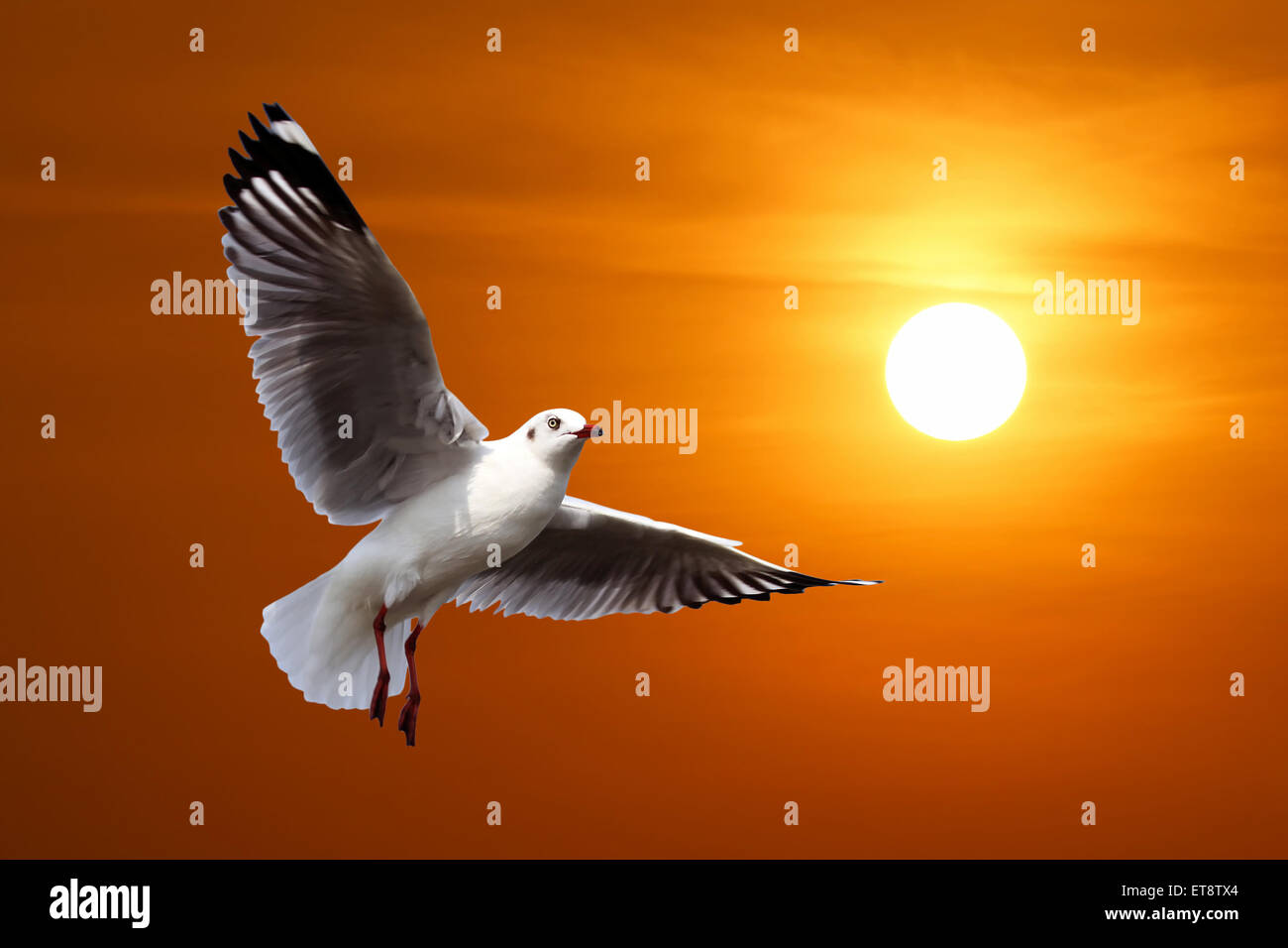 flying seagull with beautiful sunset background Stock Photo - Alamy