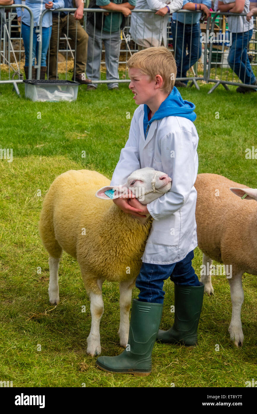 Sheep judging hi-res stock photography and images - Alamy