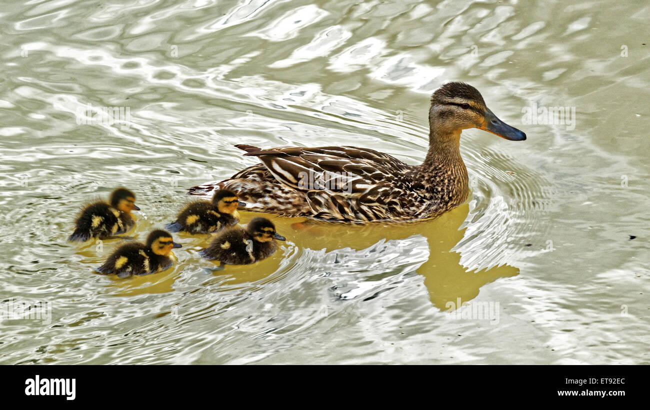 Female Mallard (Anas Platyrhychos) duck with chicks Stock Photo - Alamy