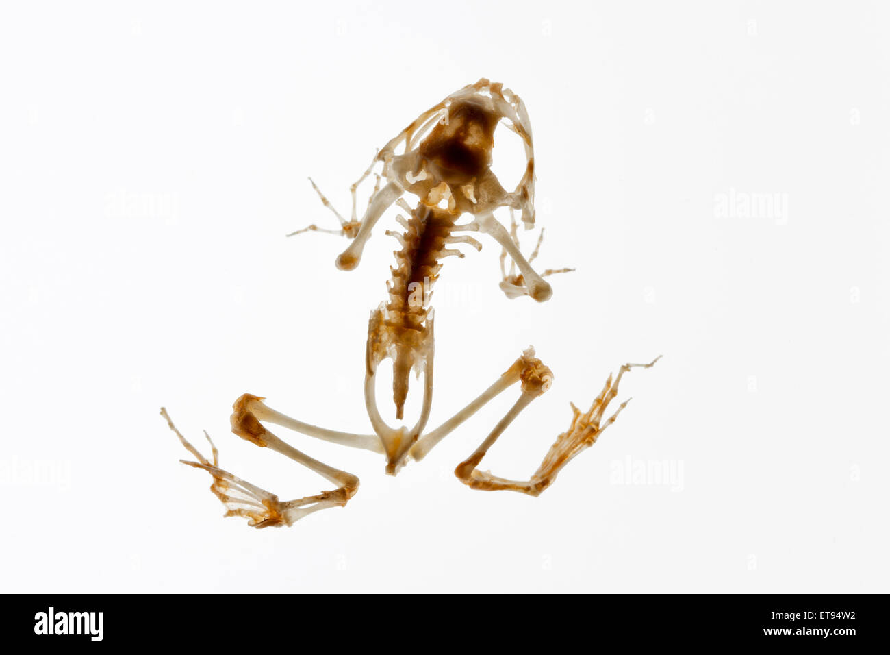 Frog skeleton hi-res stock photography and images - Alamy