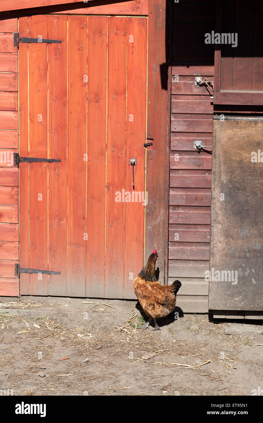 Chicken in farmyard, Norland, West Yorkshire Stock Photo - Alamy