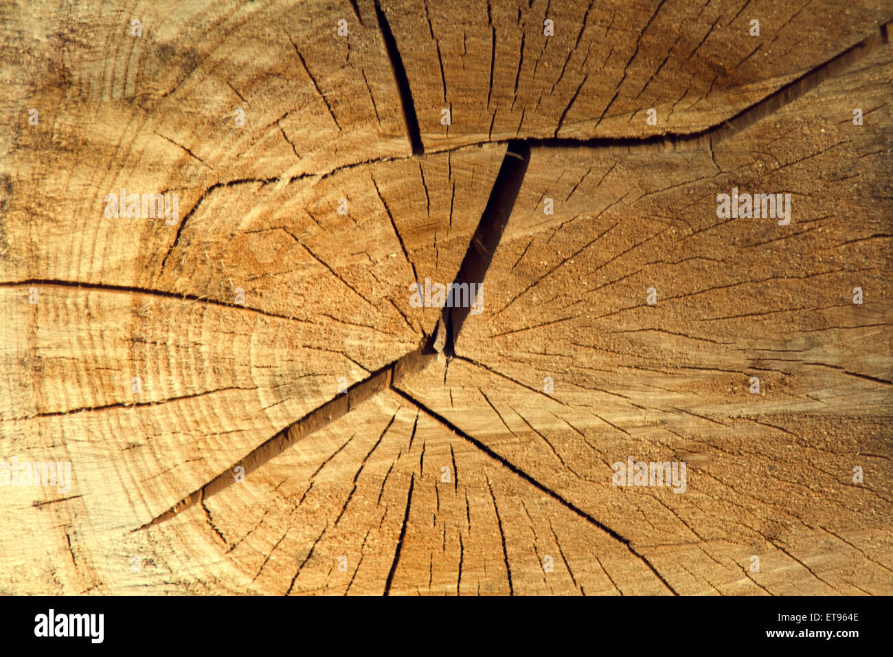 Closeup wood cut texture background Stock Photo - Alamy