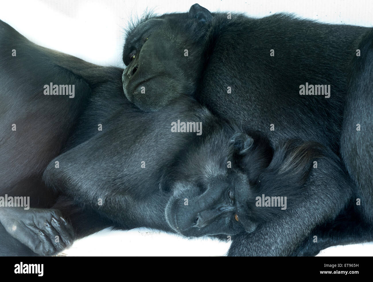 two monkeys sleeping Stock Photo - Alamy