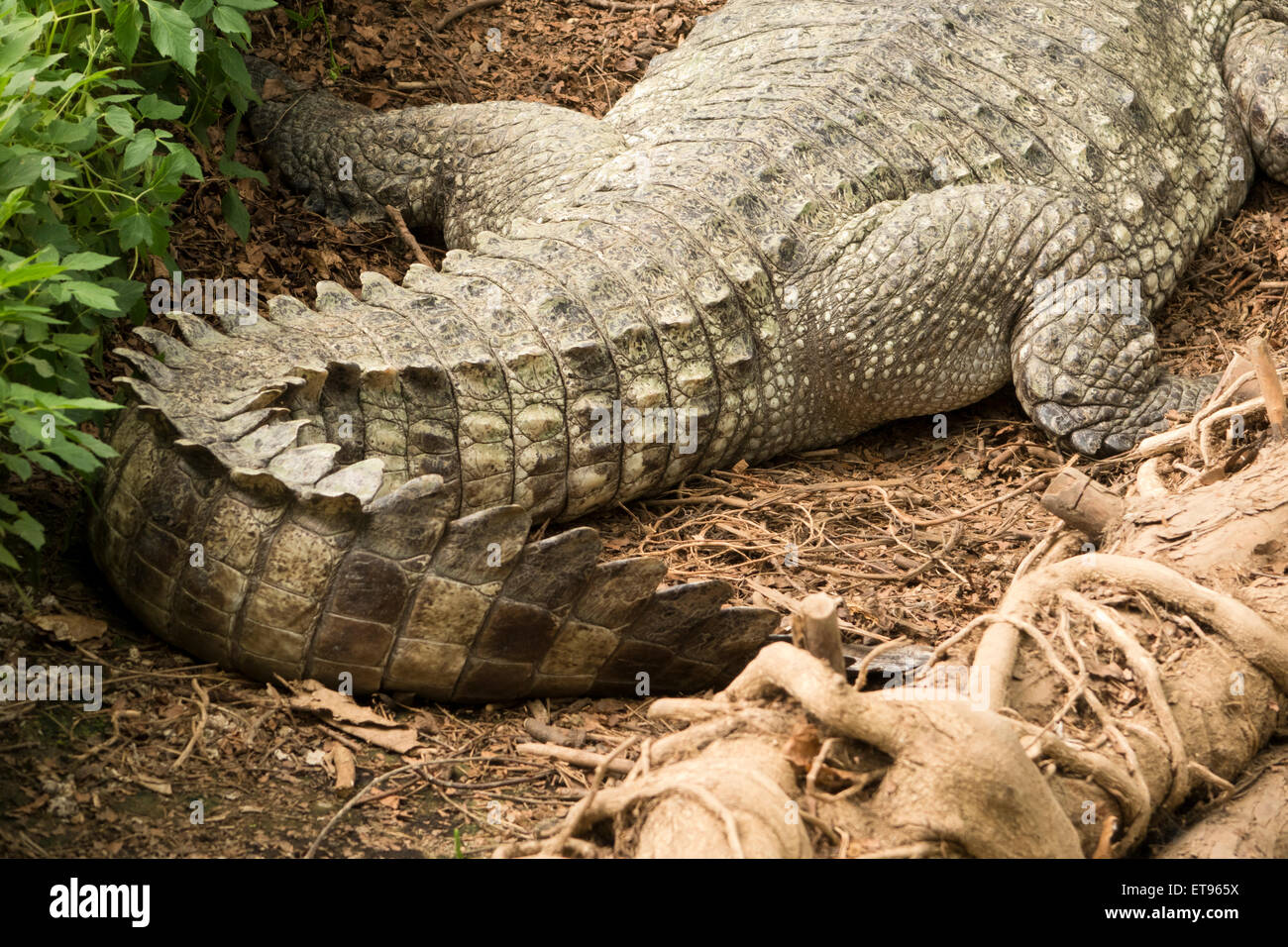 Tail Crocodile Alligator Stock Photo - Alamy