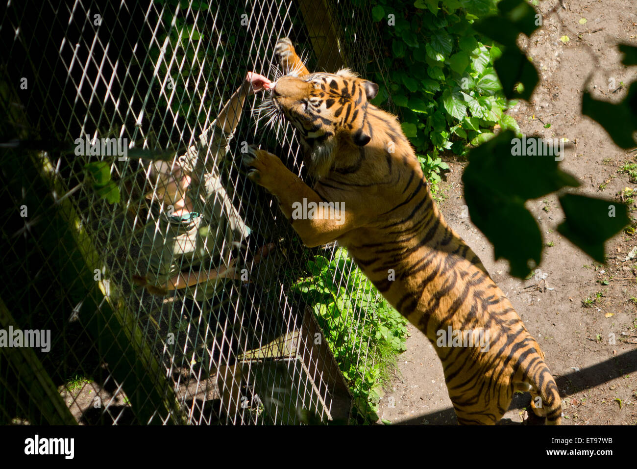 Zoo keeper hi-res stock photography and images - Alamy