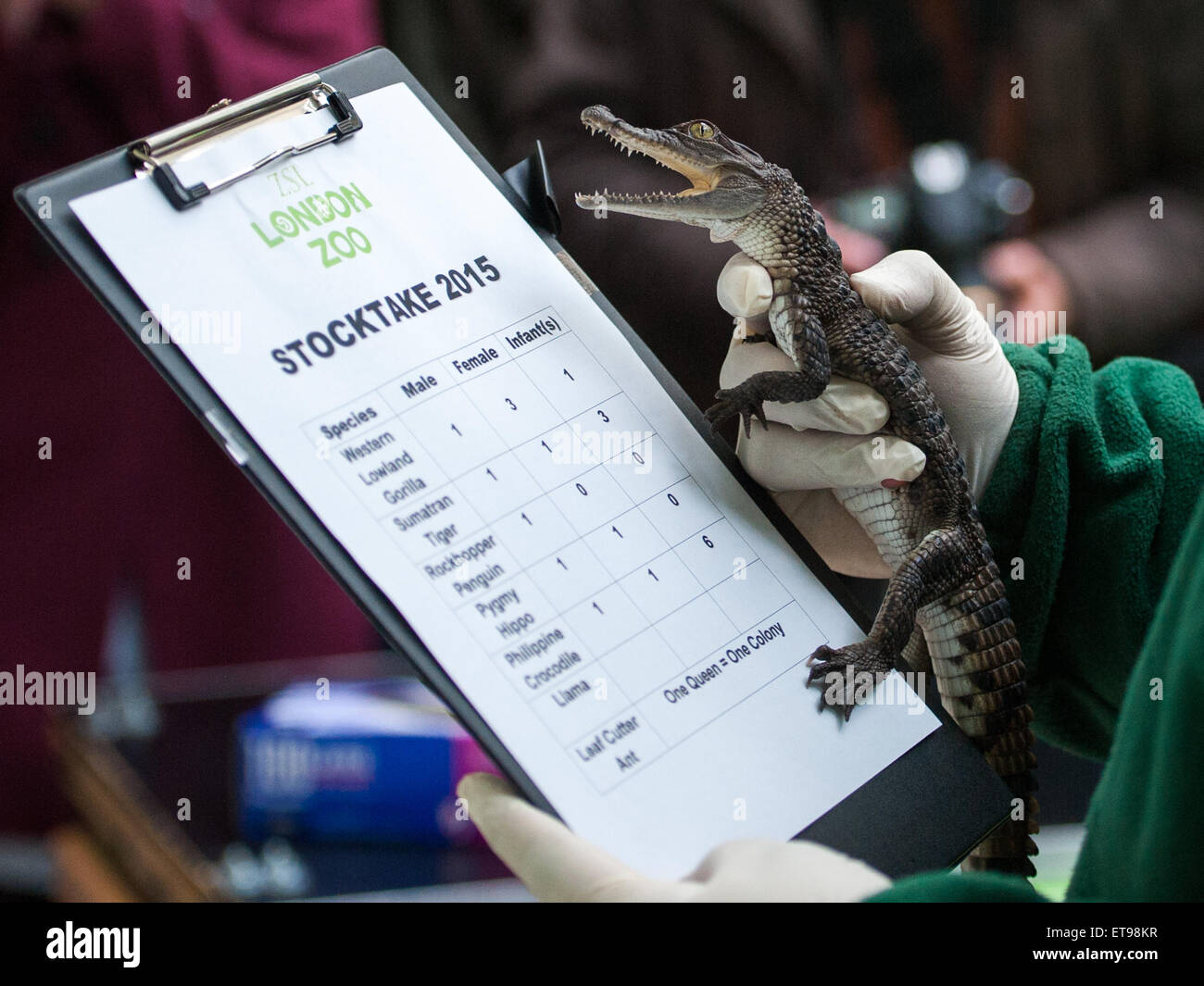A Philippine crocodile during the annual stock take at London Zoo. The ...