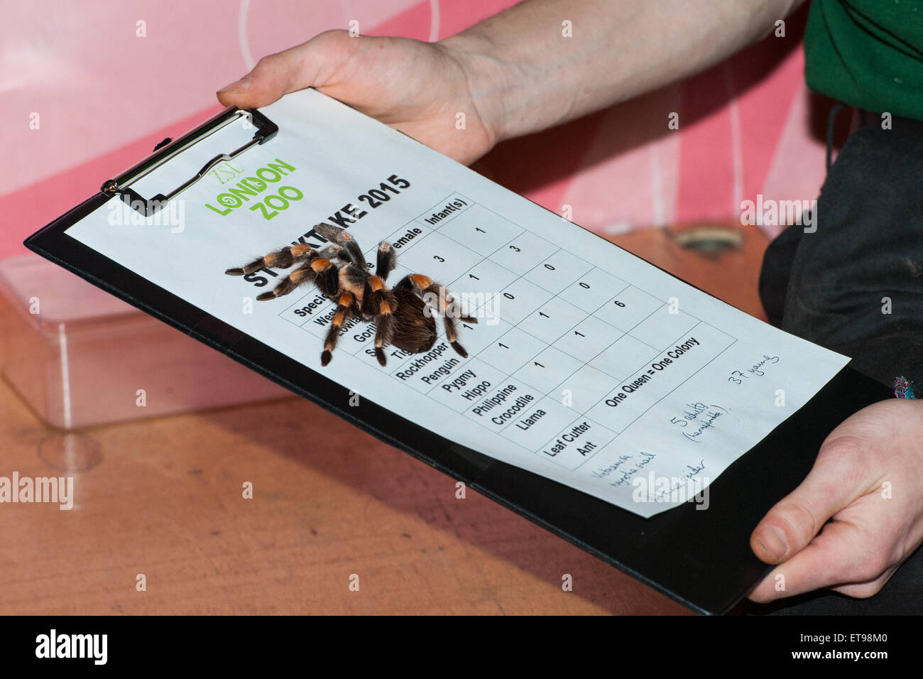 Red kneed tarantula spider during the annual stock take at London Zoo ...