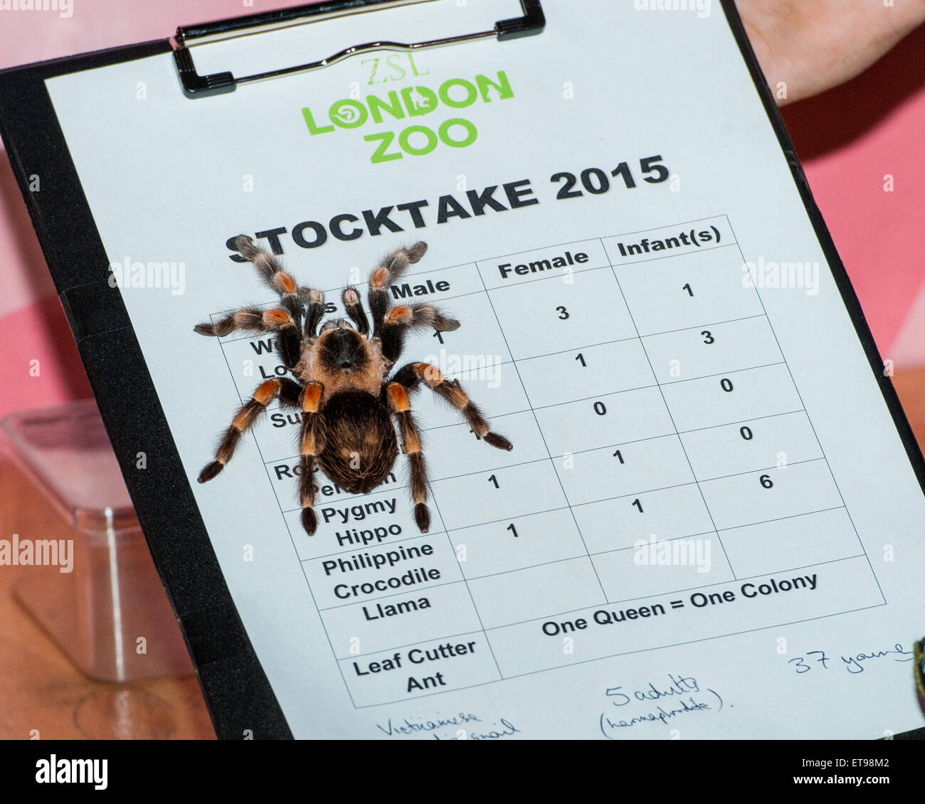 Red kneed tarantula spider during the annual stock take at London Zoo ...