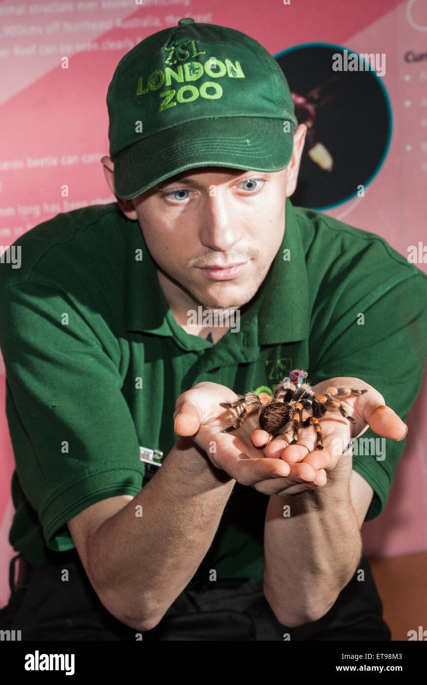Red kneed tarantula spider during the annual stock take at London Zoo ...