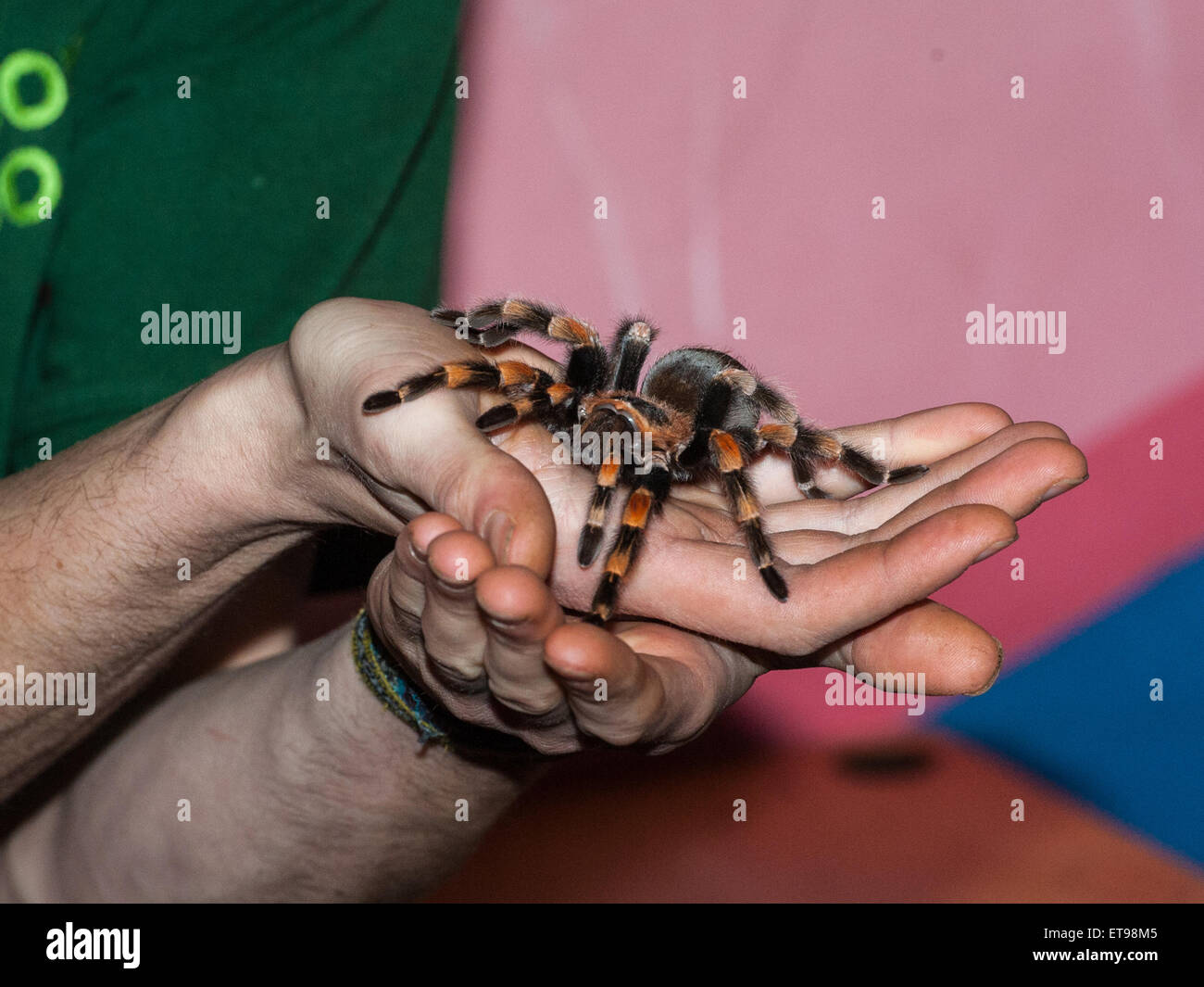 Red kneed tarantula spider during the annual stock take at London Zoo ...