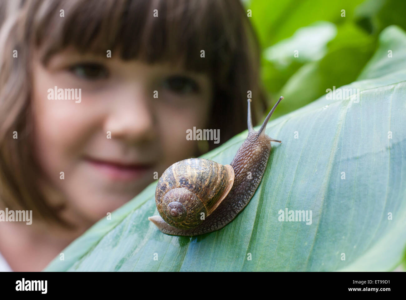 a young girls watches an English Garden snail on a leaf Stock Photo - Alamy