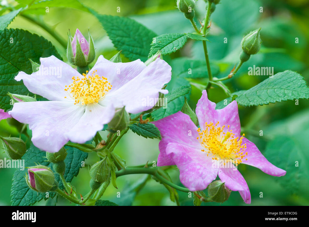 Two rose flowers macro. Taken on June 9, 2015 Stock Photo - Alamy
