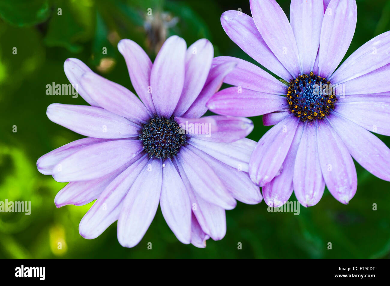 Two African daisies close up. Taken on June 9, 2015 Stock Photo - Alamy