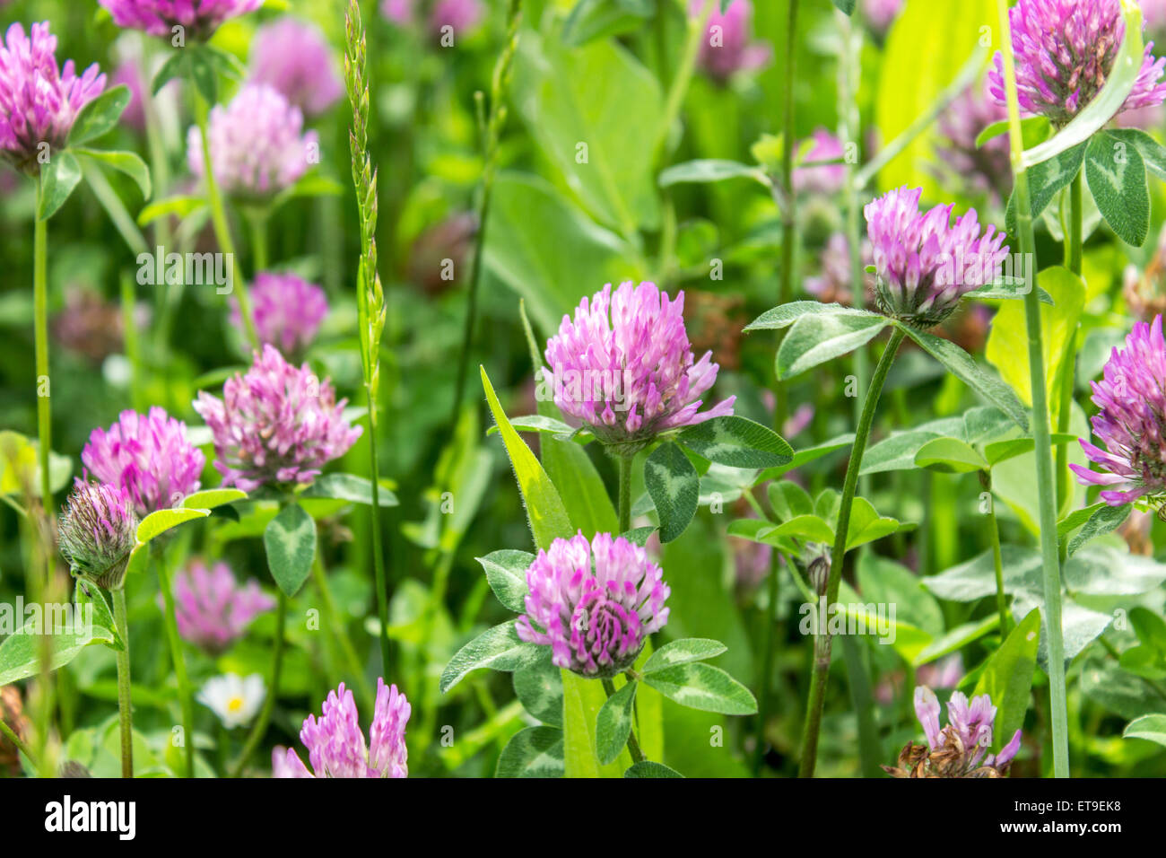 Red clover leaves hi-res stock photography and images - Alamy