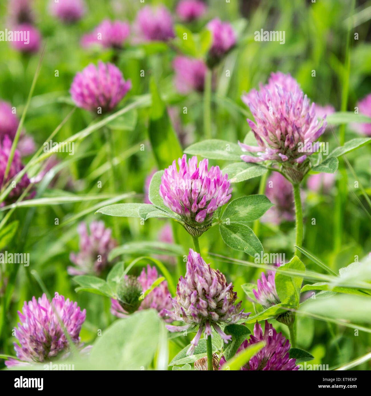 Red clover leaves hi-res stock photography and images - Alamy