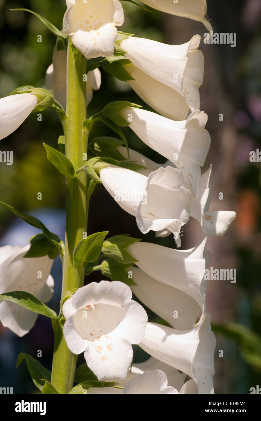 The Flowers Of White Digitalis purpurea commonly known as foxgloves ...