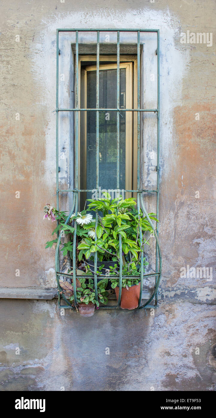 Windows with window bars and various potted plants Stock Photo - Alamy