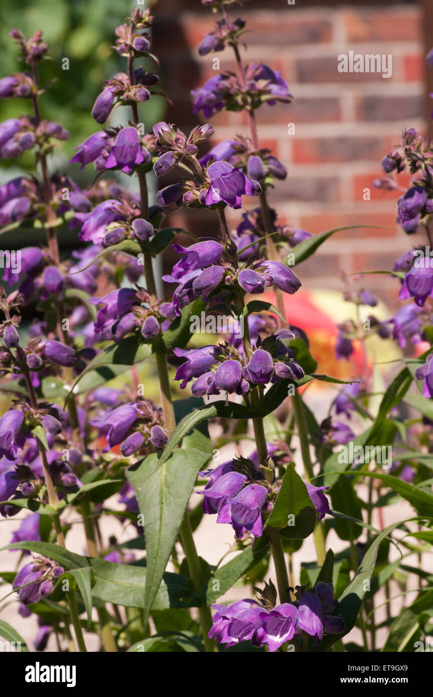 Dark blue penstemon hi-res stock photography and images - Alamy