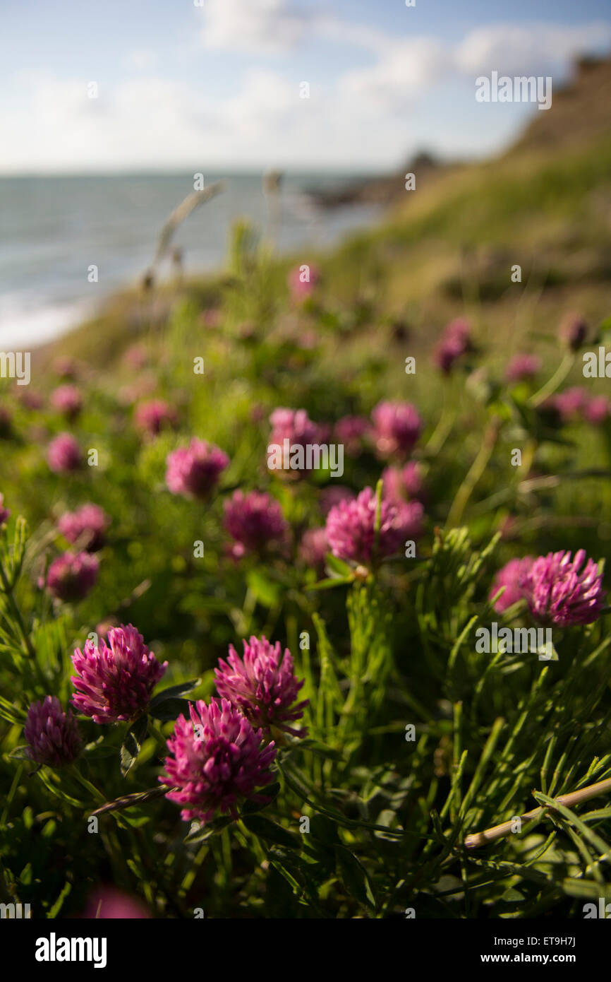 Purple flowers on coastal path Stock Photo - Alamy