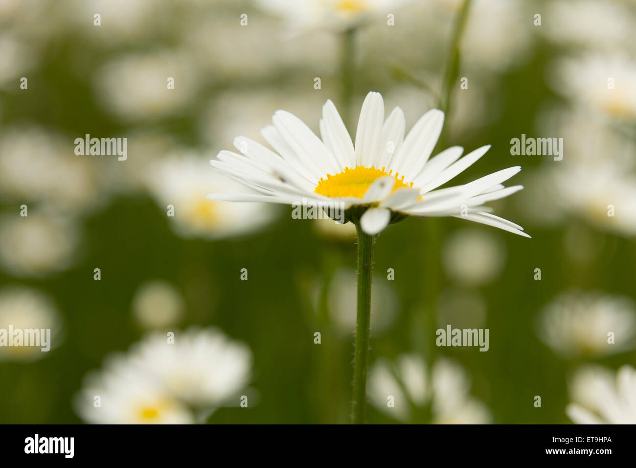 Margarite in a field of margarites Stock Photo - Alamy