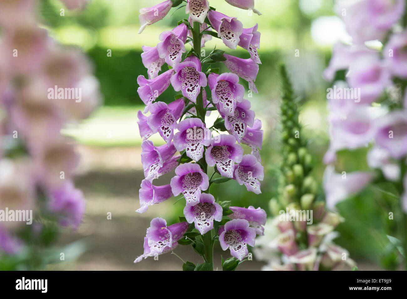 Digitalis Purpurea Excelsior Group. Foxgloves in a garden Stock Photo ...