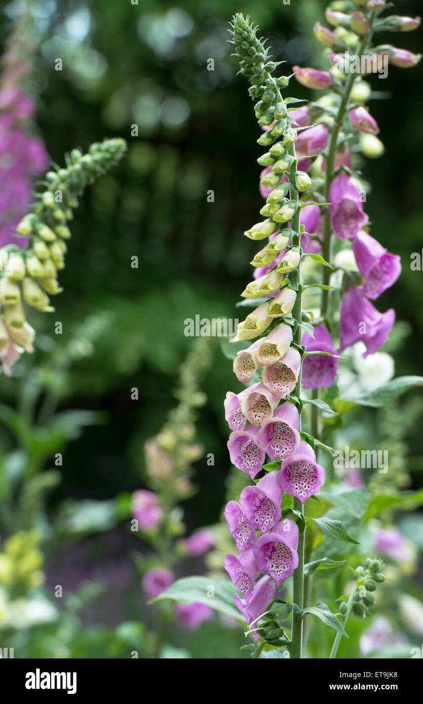 Digitalis Purpurea Excelsior Group. Foxgloves in a garden Stock Photo ...