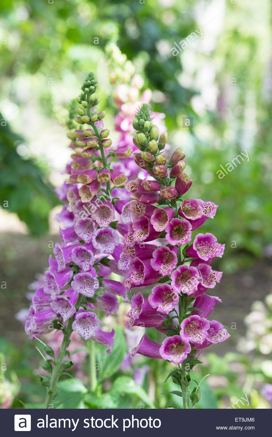Digitalis Purpurea Stock Photos & Digitalis Purpurea Stock Images - Alamy