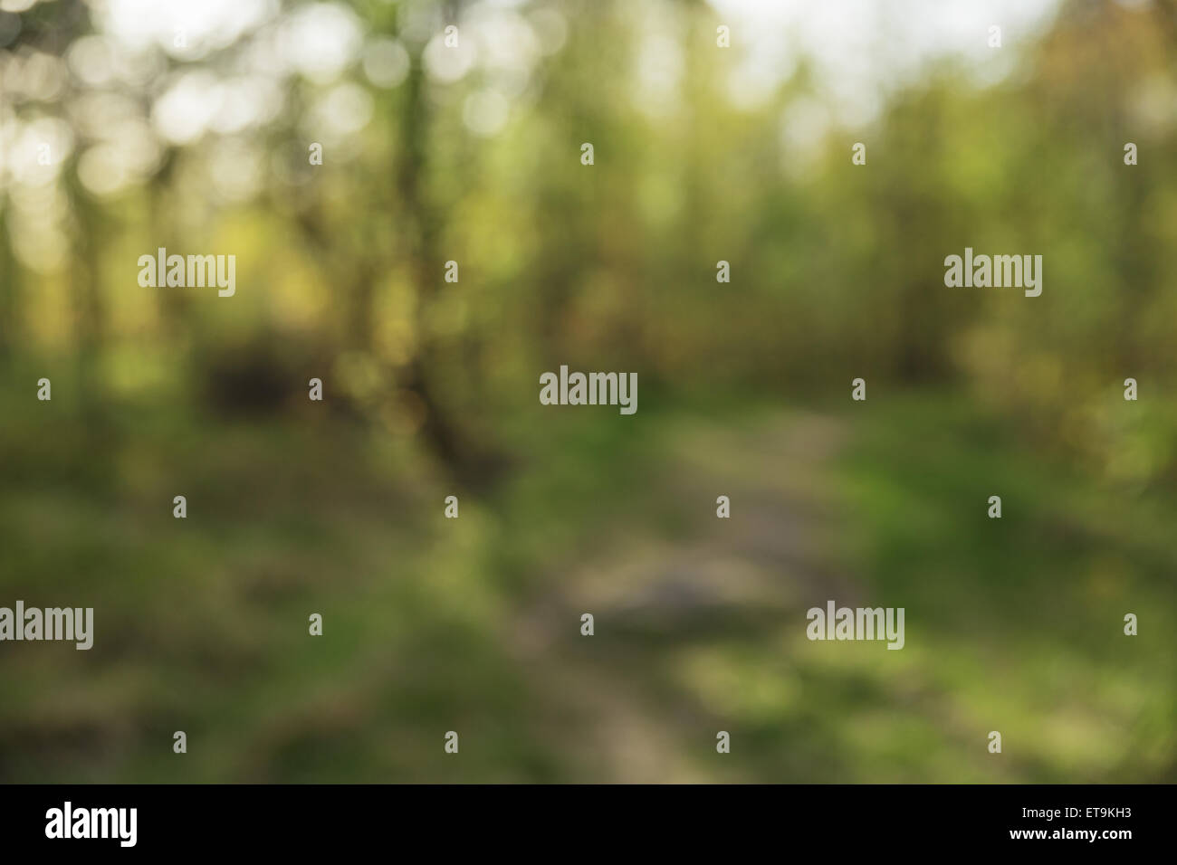 forest out of focus background Stock Photo - Alamy