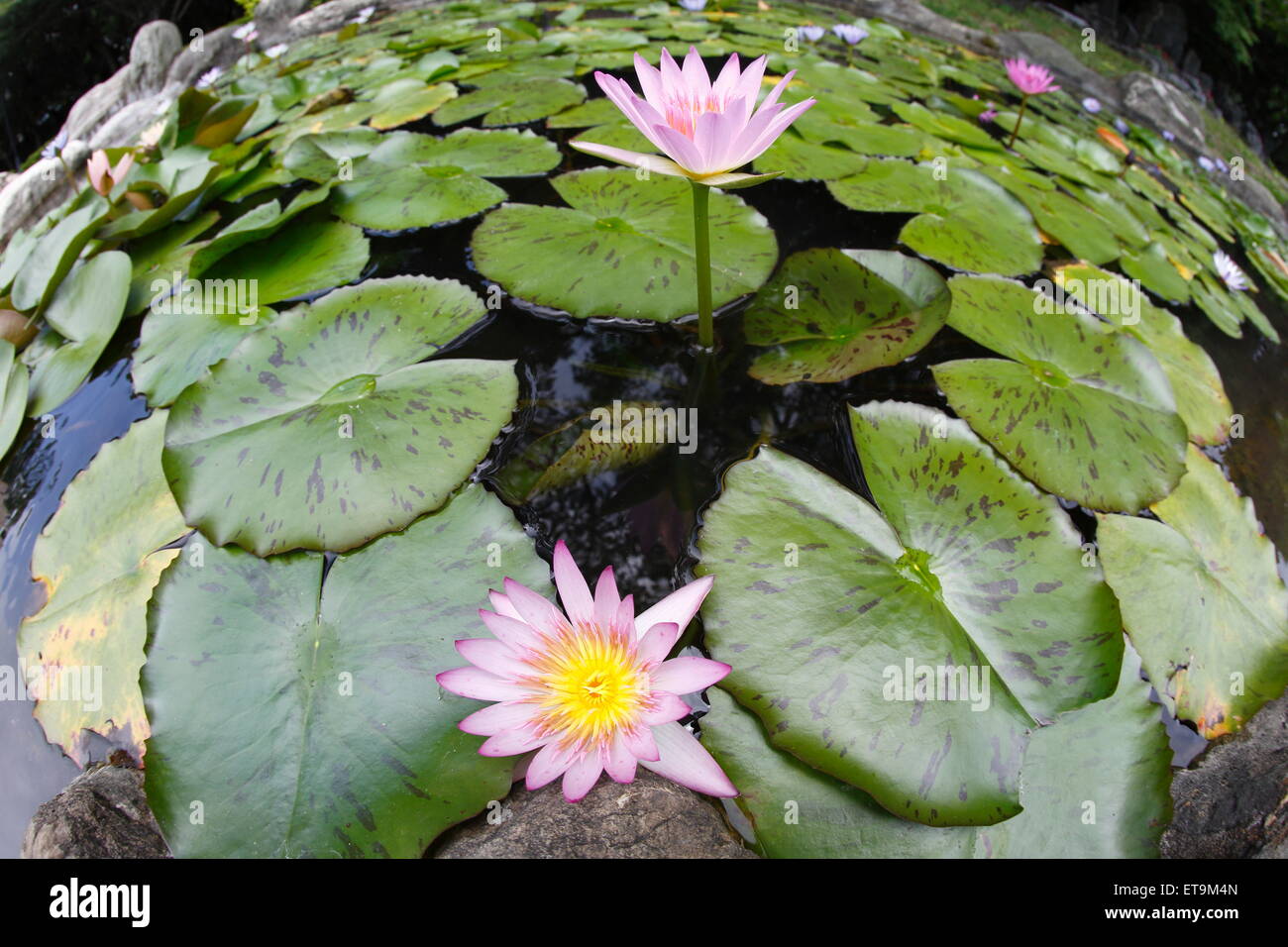 Lily water lily hi-res stock photography and images - Alamy