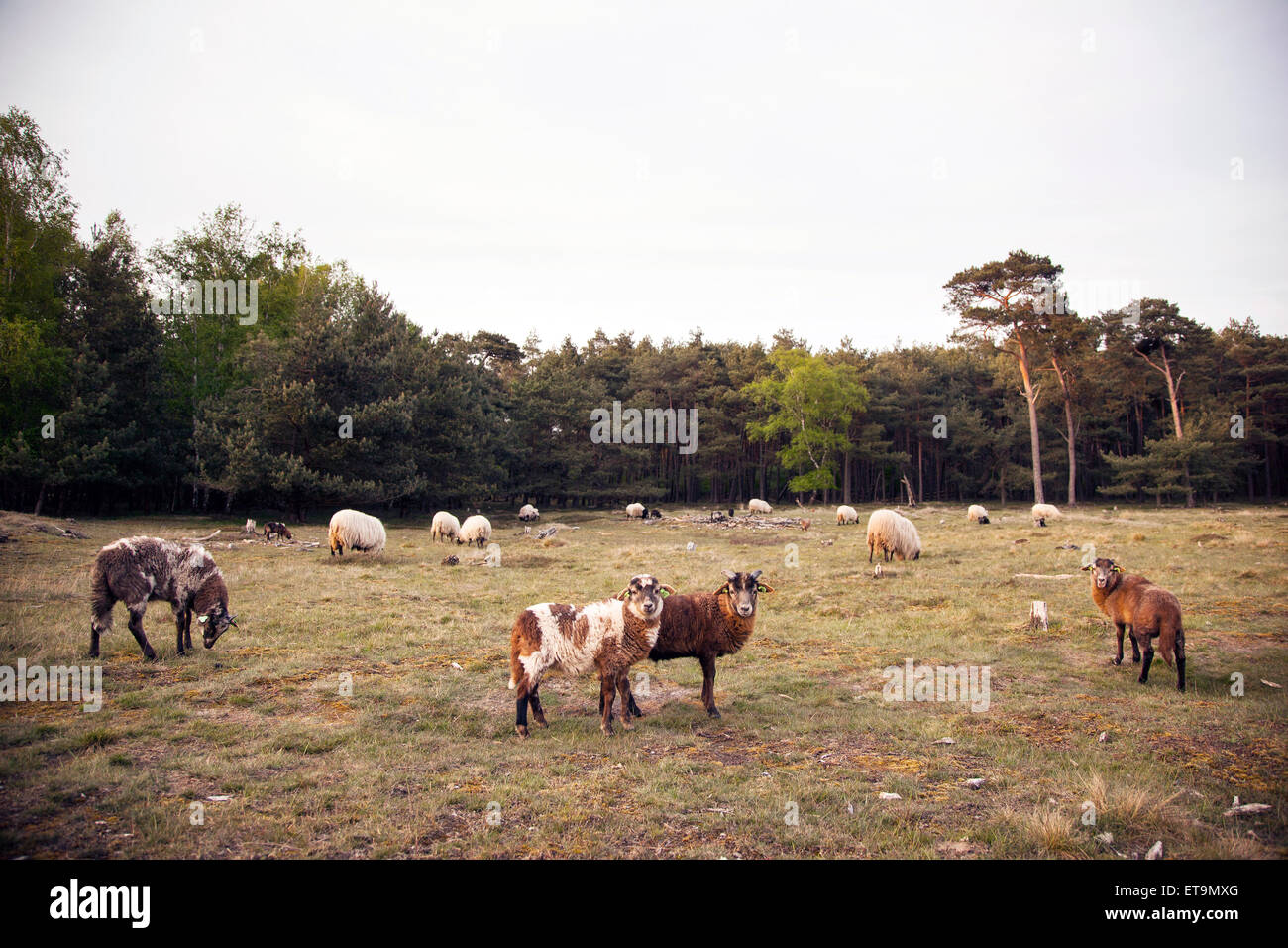 flock of sheep in forest area near Zeist in the netherlands Stock Photo ...