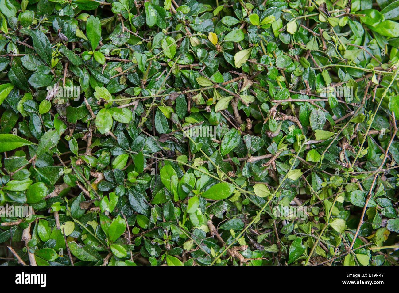 Natural small green leaf texture and background Stock Photo - Alamy