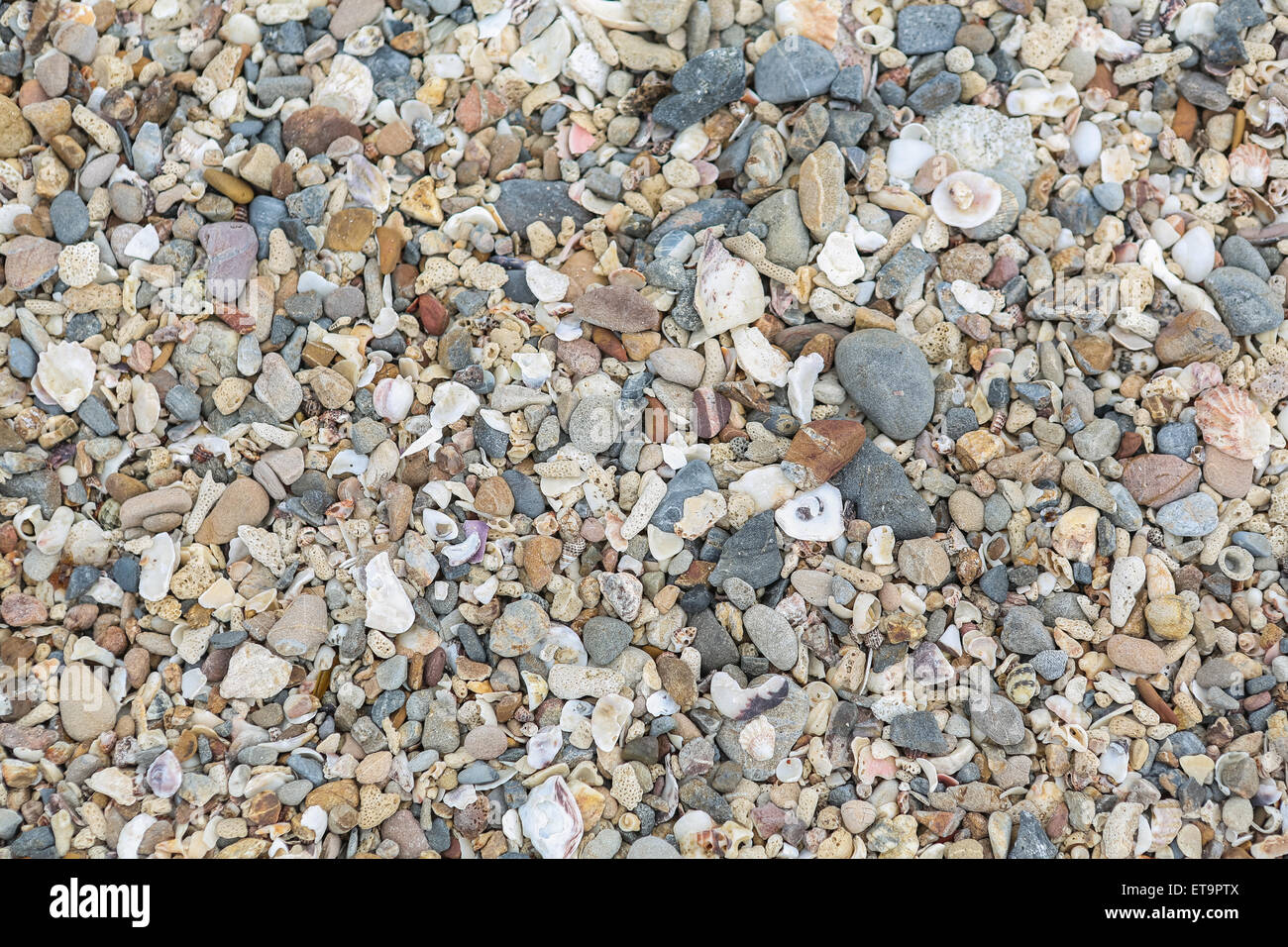Group sea shells corals hi-res stock photography and images - Alamy
