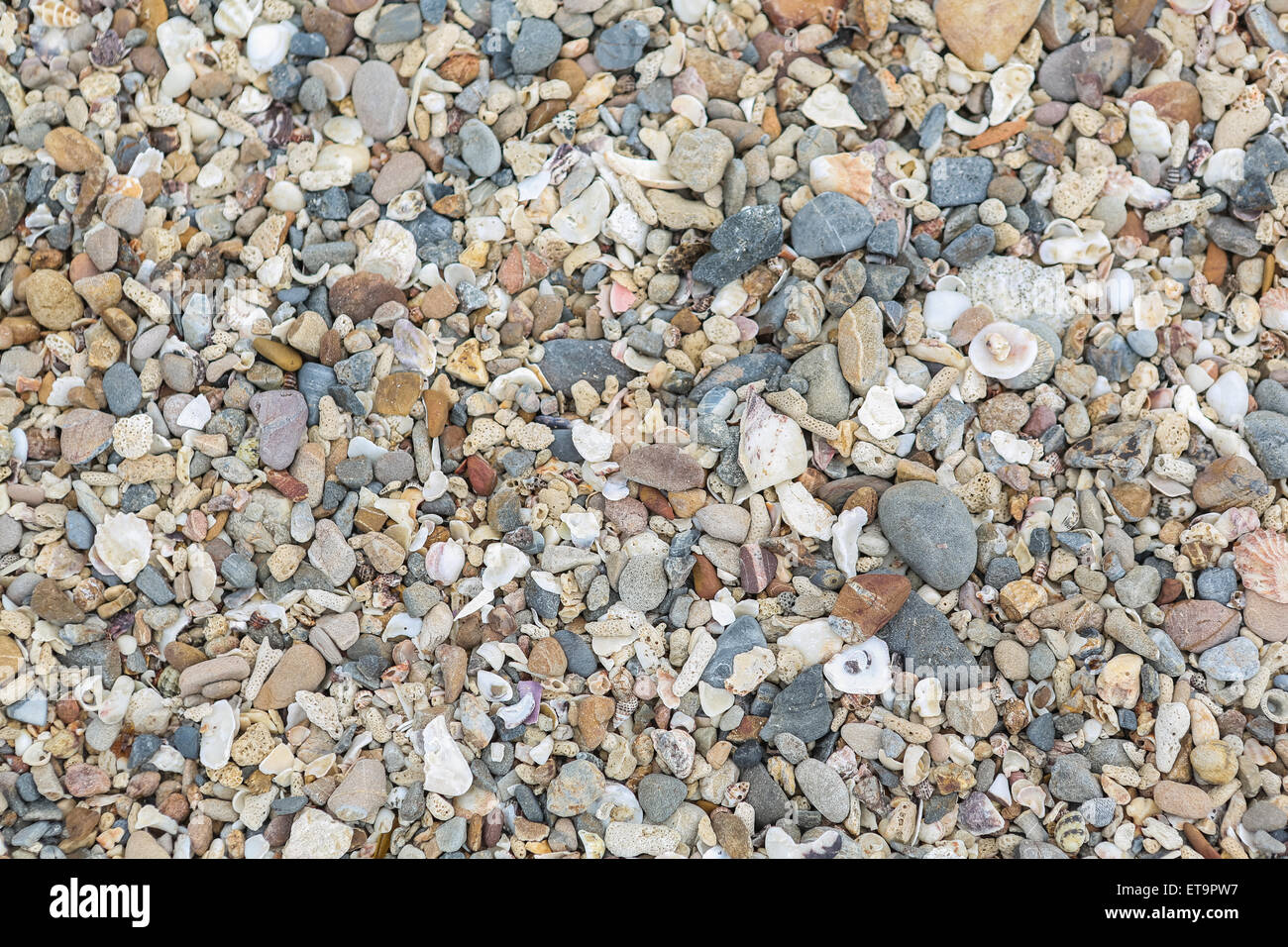Group sea shells corals hi-res stock photography and images - Alamy
