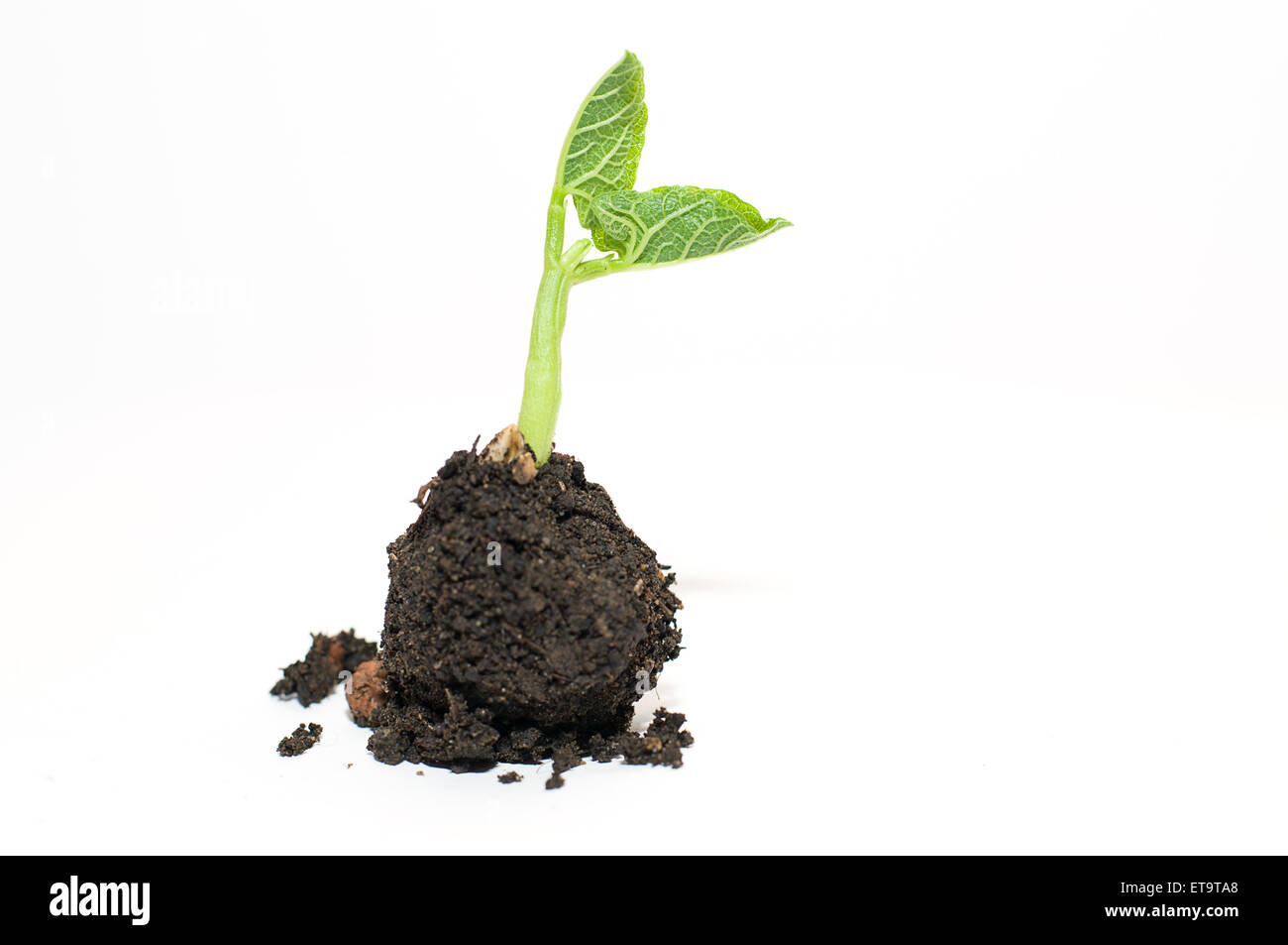 Green plant growing from a pile of soil on a white background Stock ...