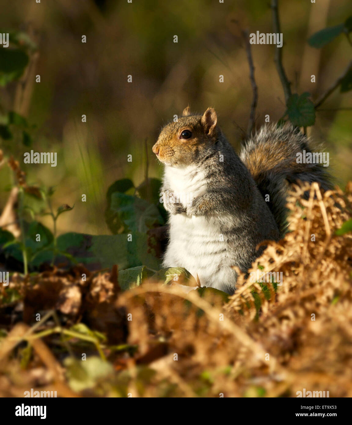 Grey Squirrel in woodland park Stock Photo - Alamy