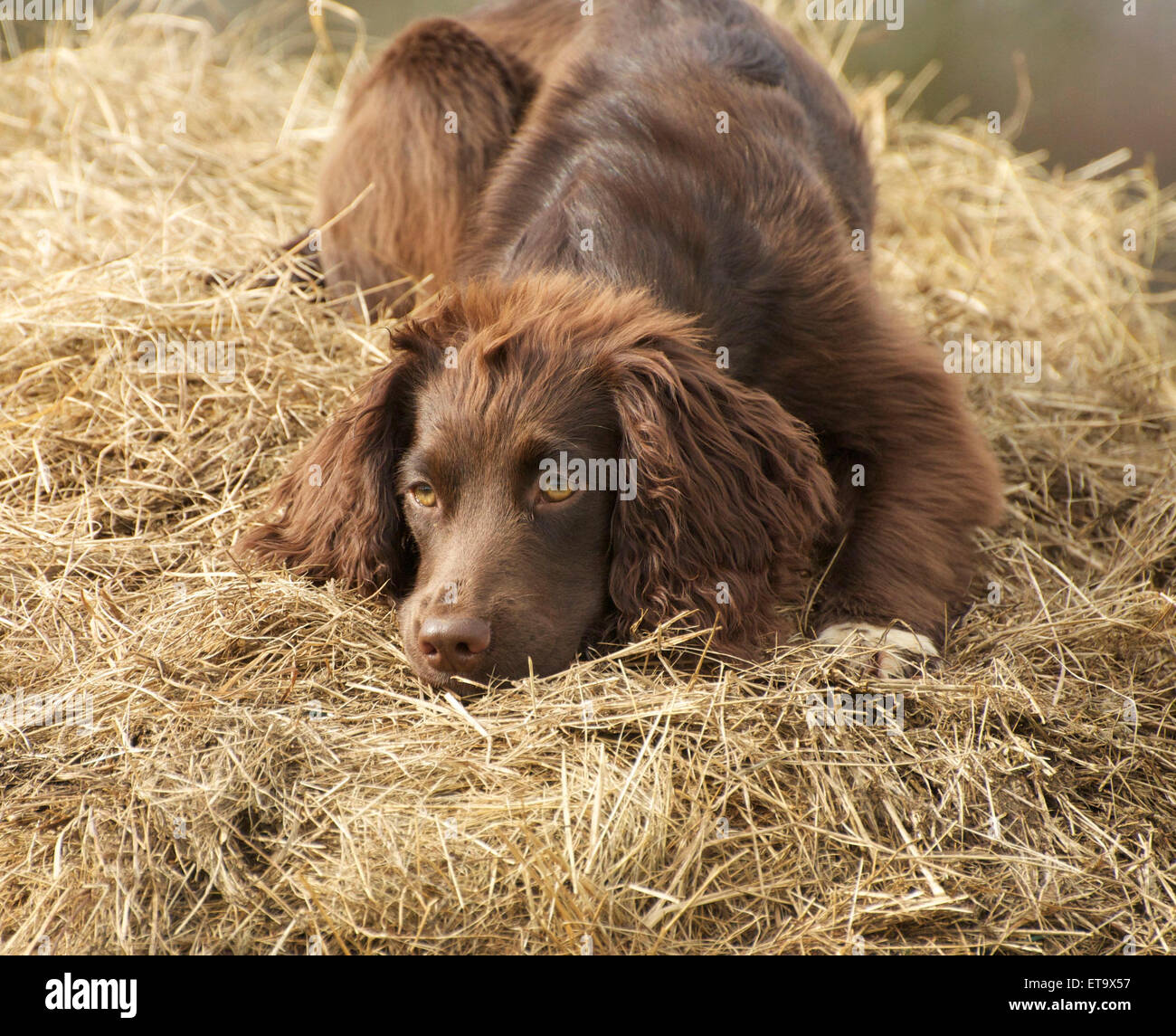 Brown cocker spaniel hi-res stock photography and images - Alamy